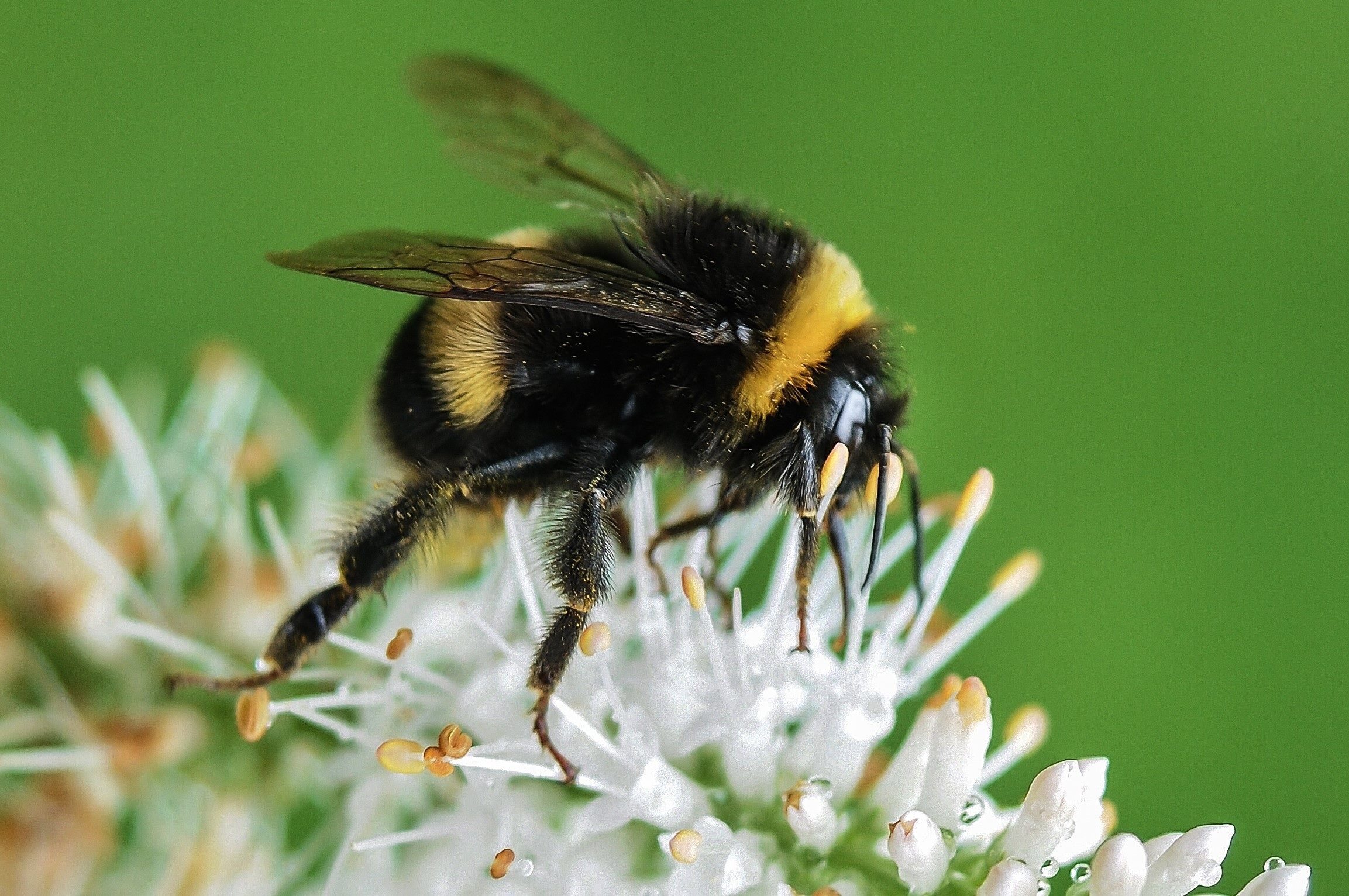 How can a Bumblebee Fly? – John Pullen