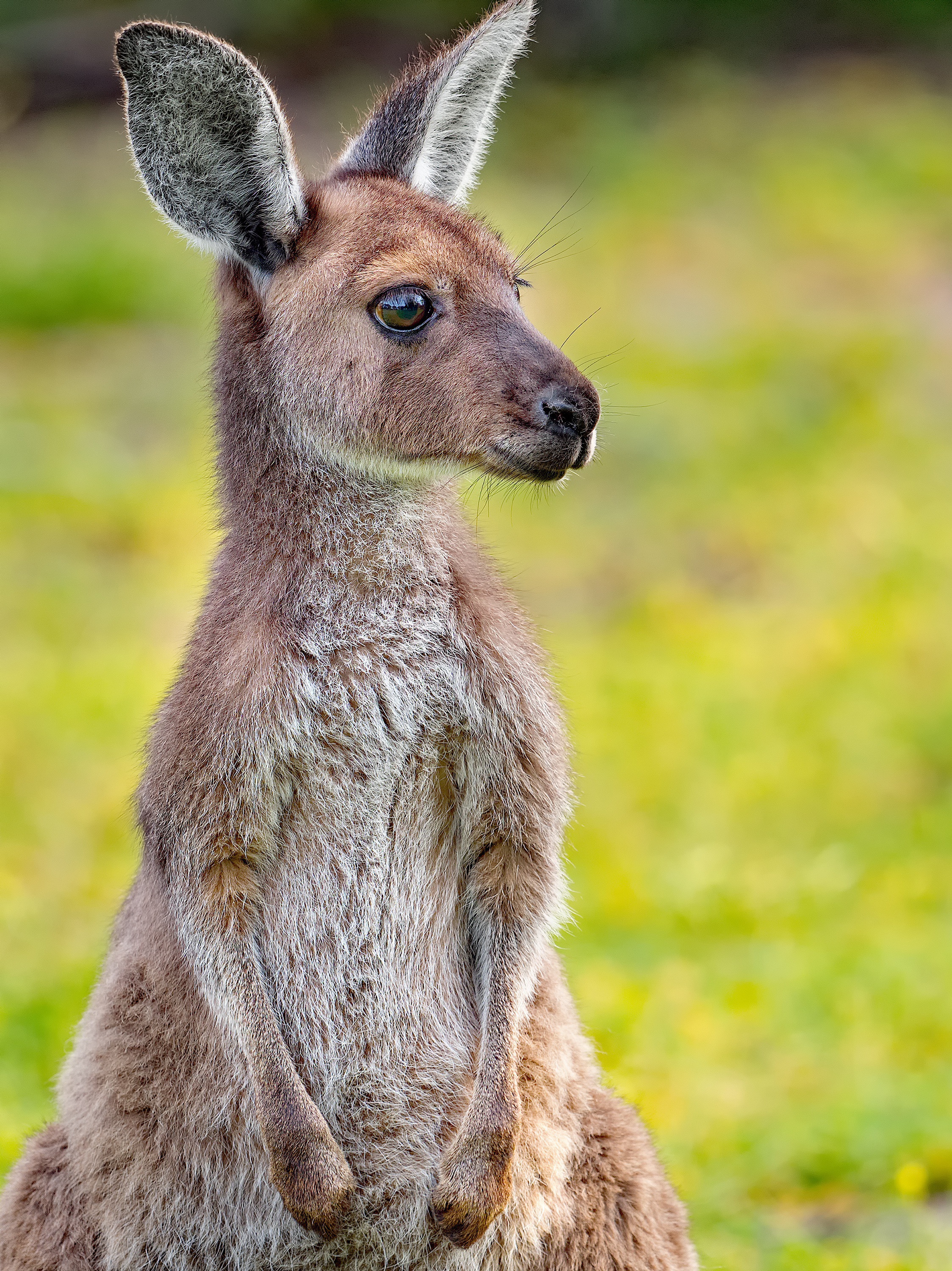 What Killed Off the Giant Kangaroo? – John Pullen