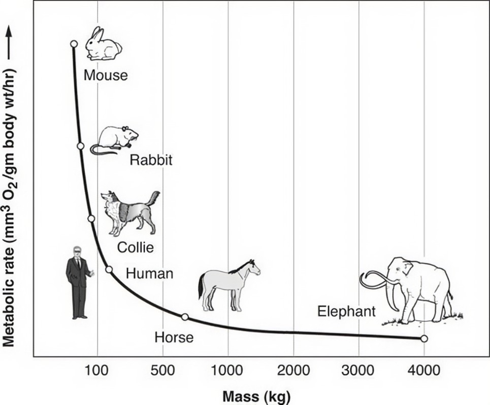 Food Energy Versus Size – John Pullen
